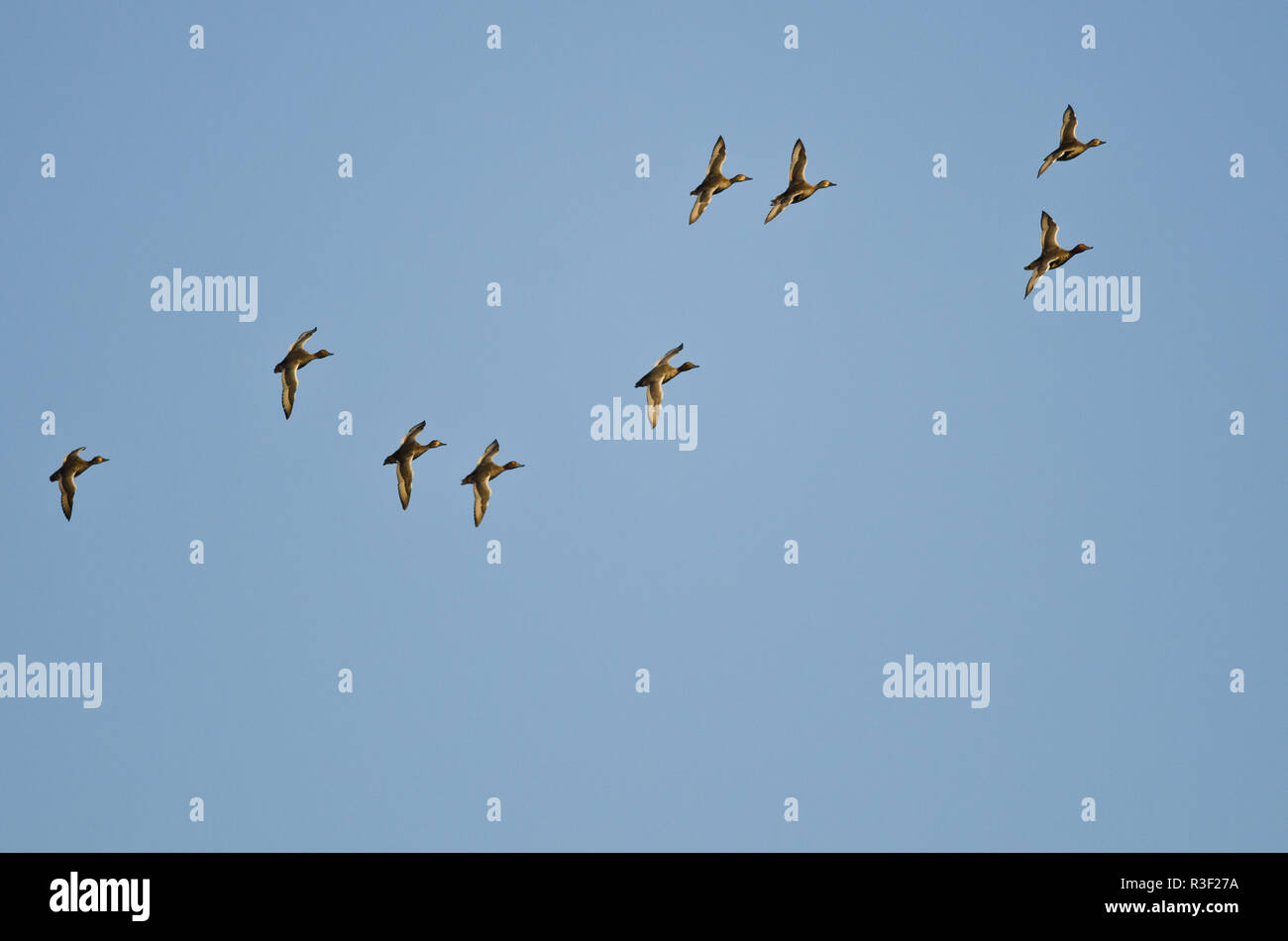 Redhead duck flying hi-res stock photography and images - Alamy