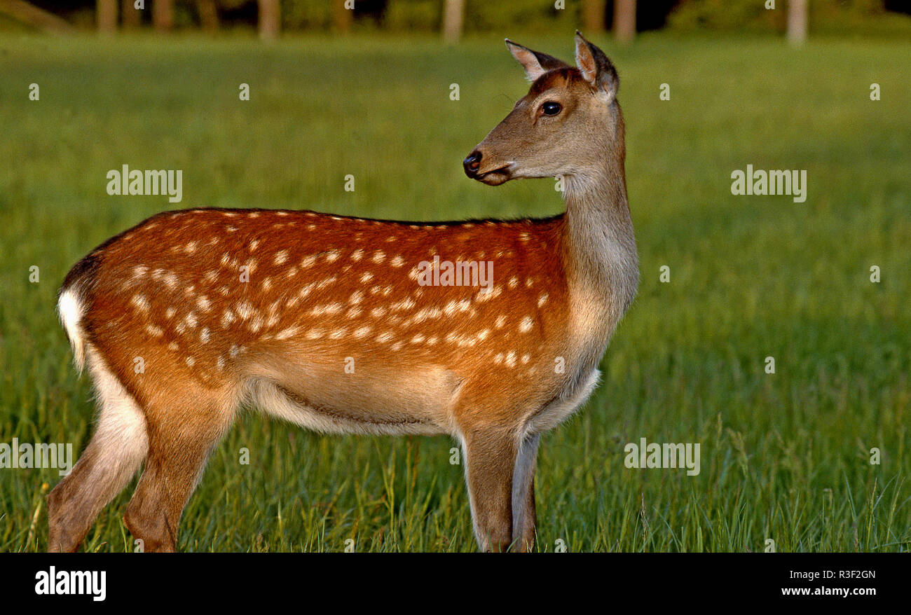 Damhirschkuh hi-res stock photography and images - Alamy