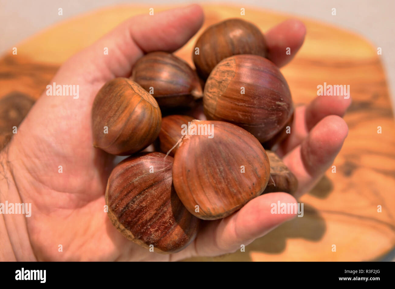 A hand of Caucasian man holds a handful of chestnuts looking full and ...
