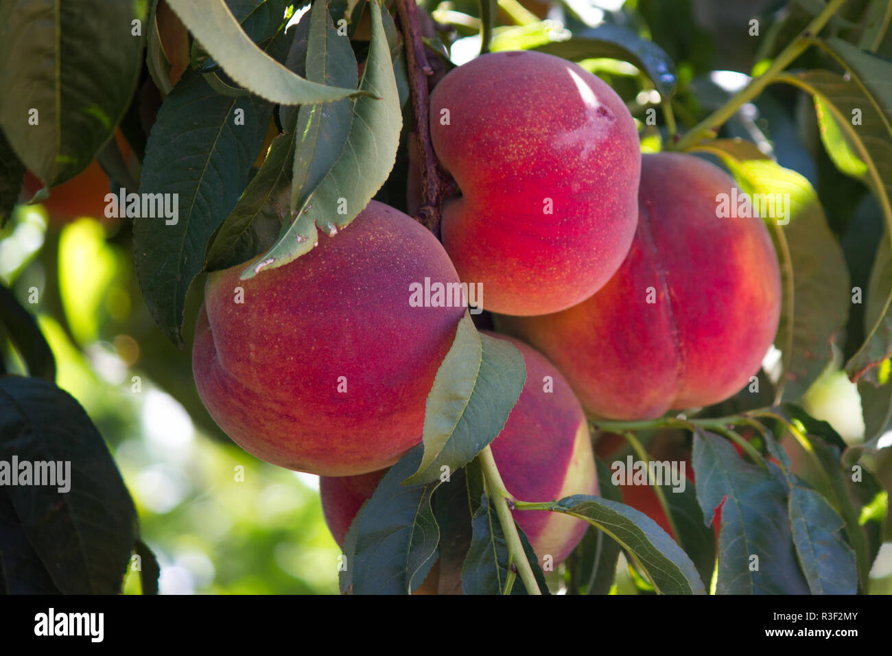 Dop leaf hi-res stock photography and images - Alamy