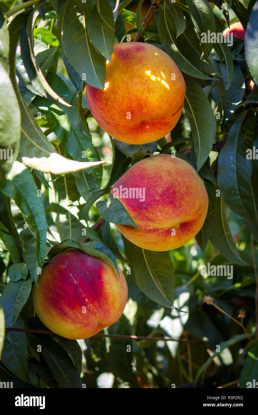 Doc leaf hi-res stock photography and images - Alamy