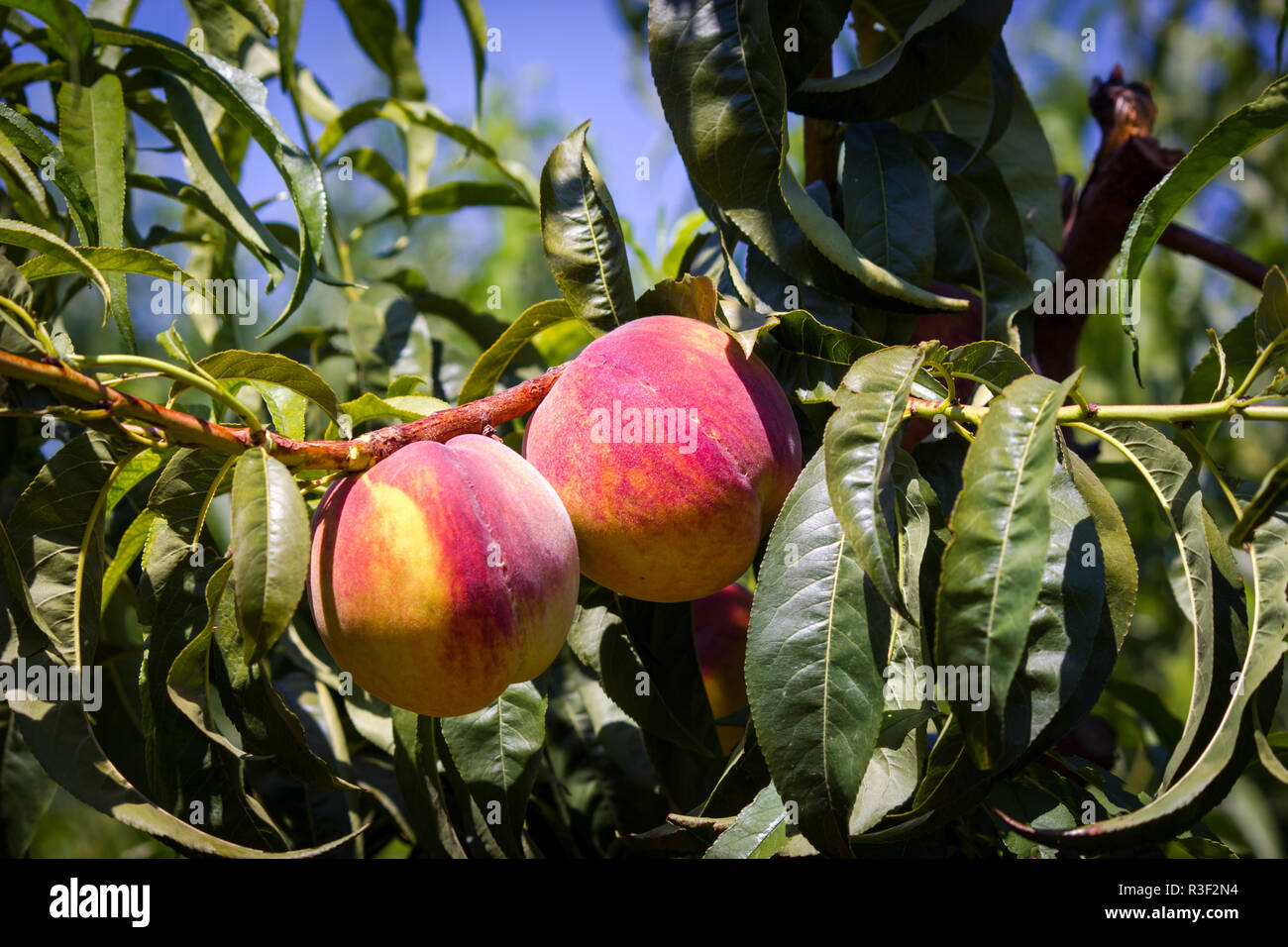 Doc leaf hi-res stock photography and images - Alamy