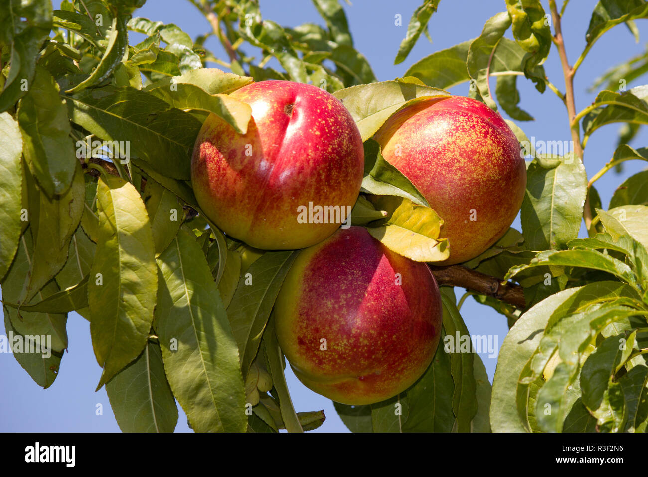 Doc leaf hi-res stock photography and images - Alamy