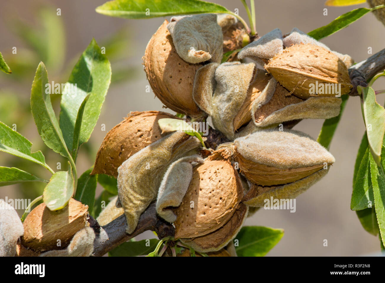 Doc Leaf High Resolution Stock Photography and Images - Alamy