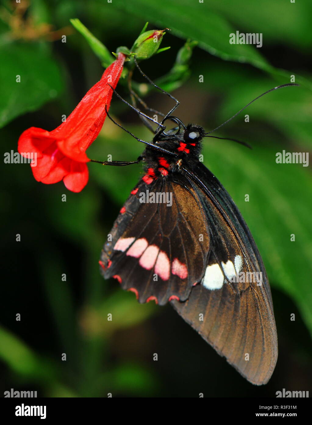 Parides Photinus High Resolution Stock Photography and Images - Alamy