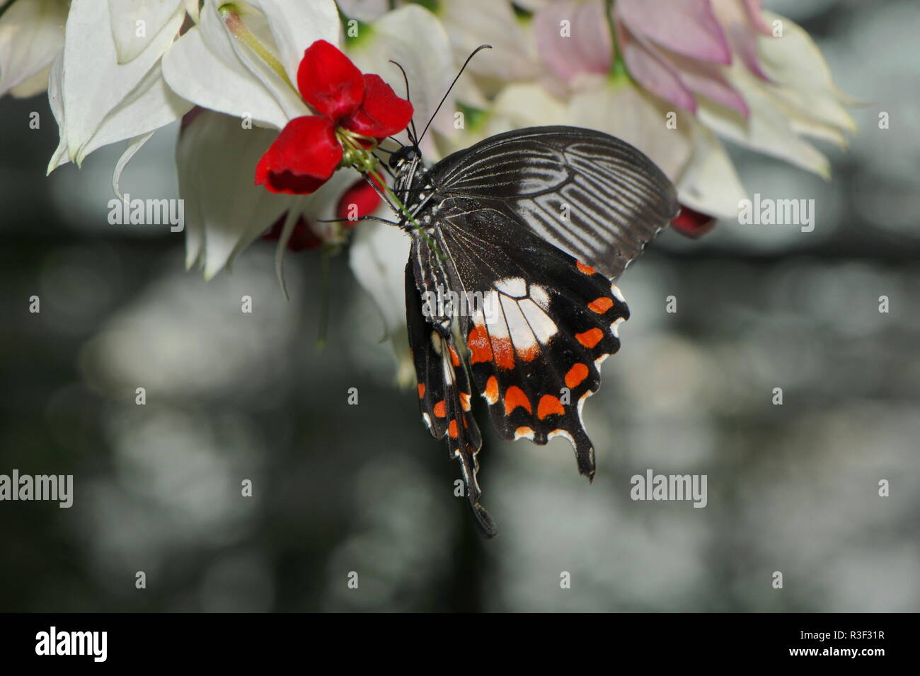 Parides photinus hi-res stock photography and images - Alamy