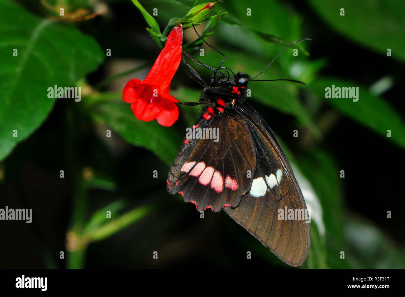 Parides Photinus High Resolution Stock Photography and Images - Alamy