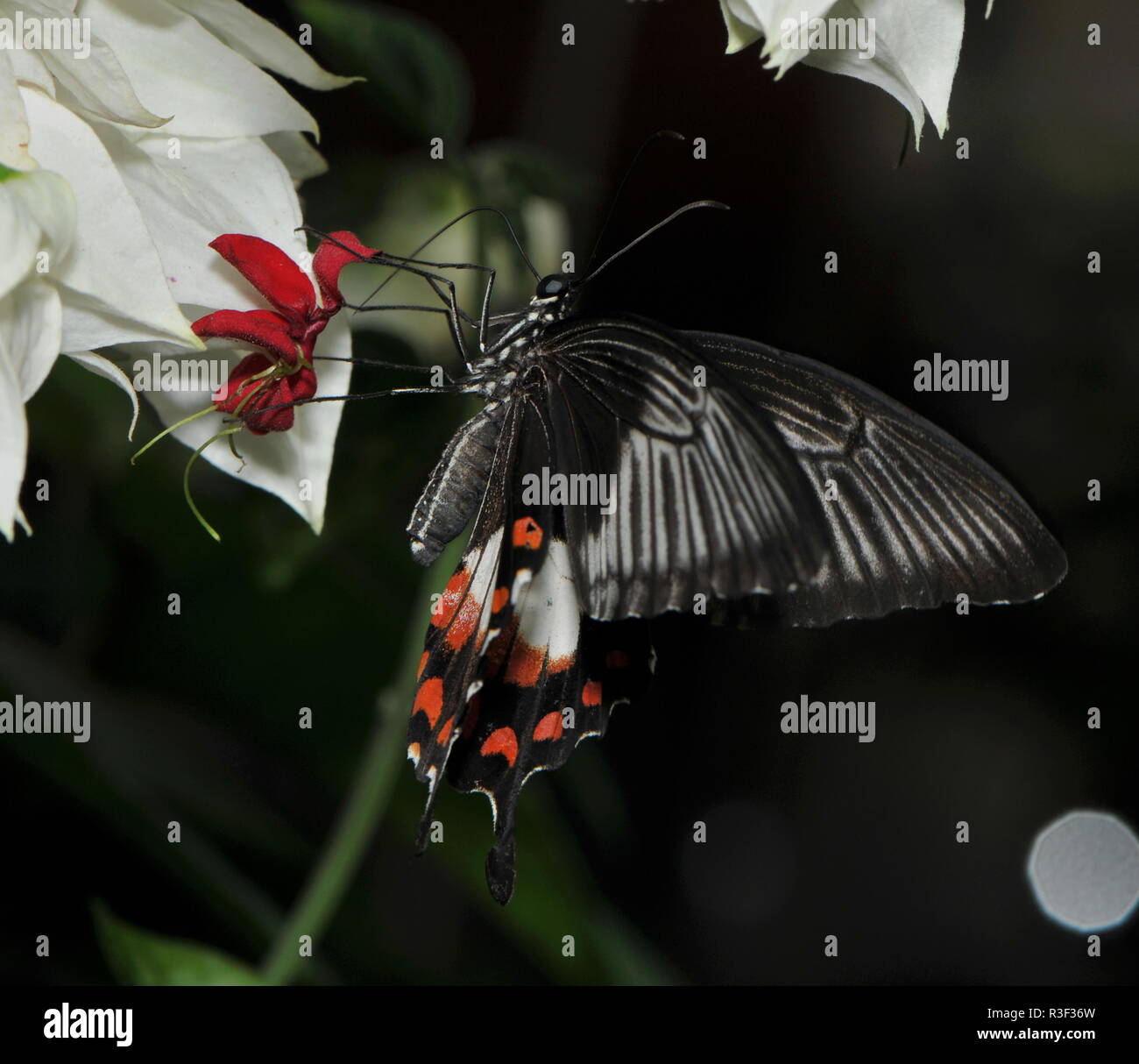 Parides photinus hi-res stock photography and images - Alamy