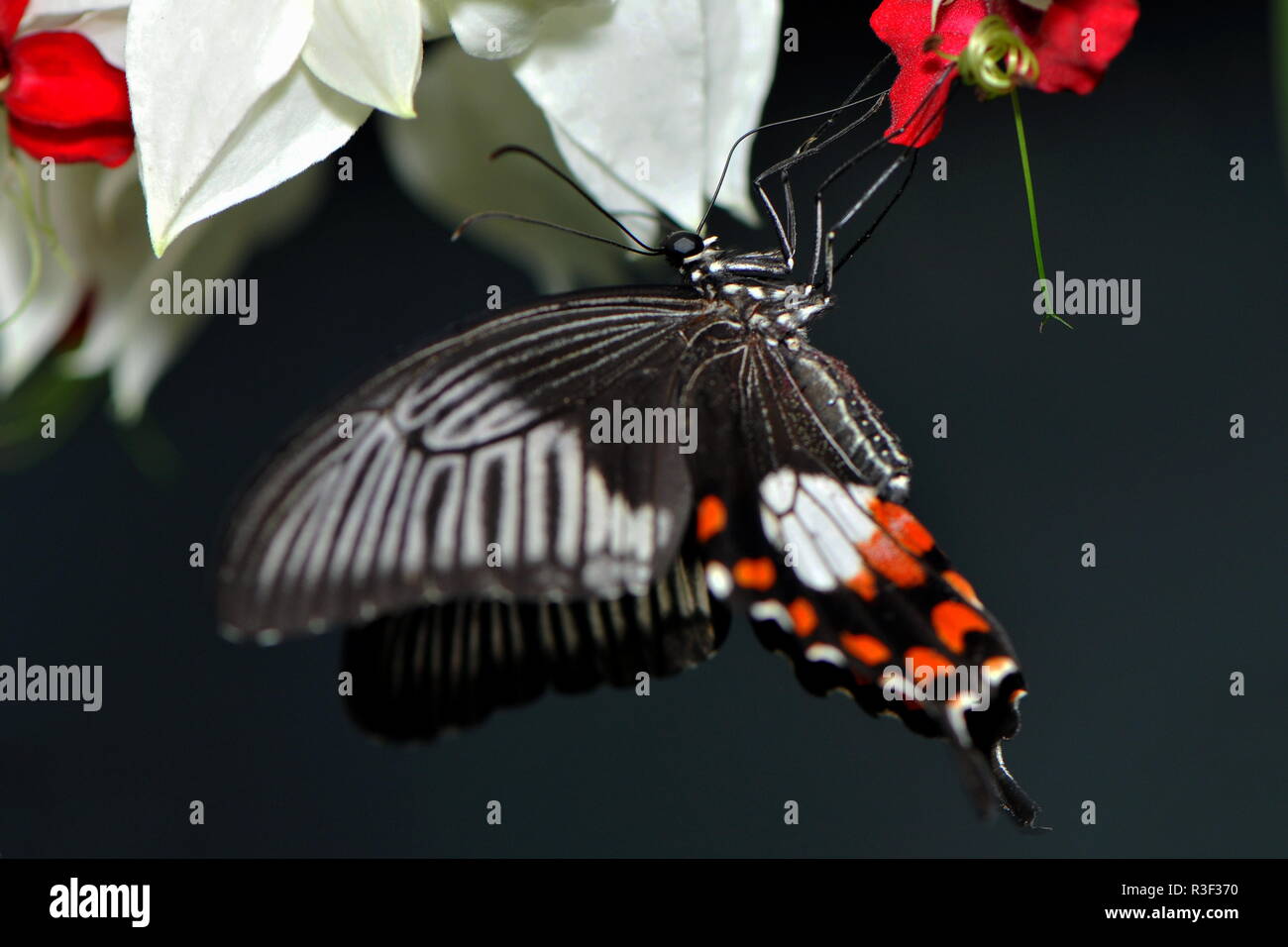 Parides photinus hi-res stock photography and images - Alamy