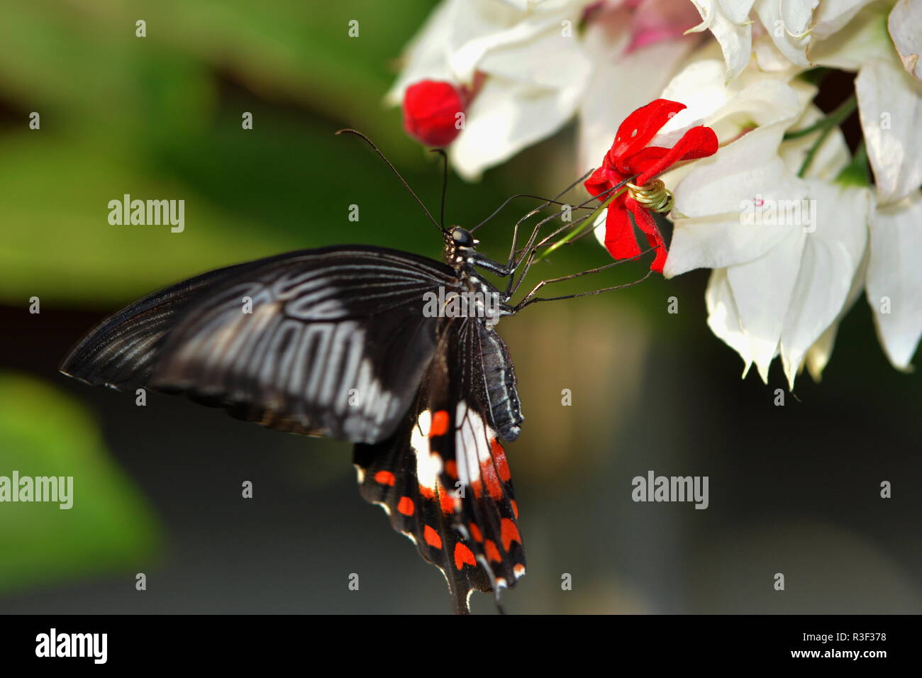Parides photinus hi-res stock photography and images - Alamy