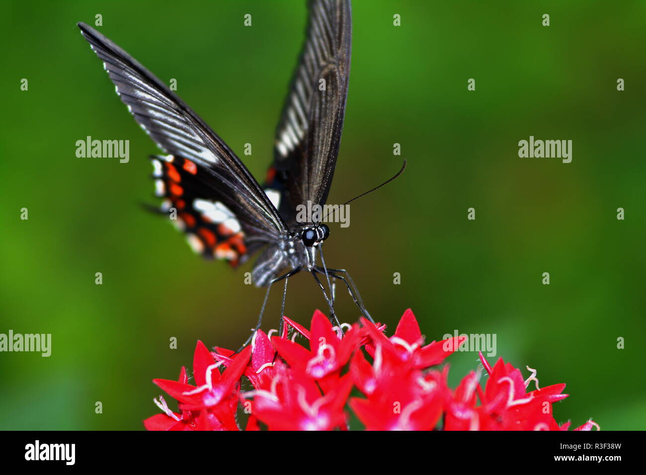 Parides photinus hi-res stock photography and images - Alamy