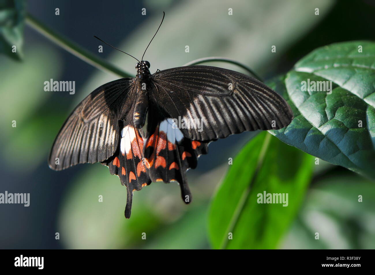 Parides photinus hi-res stock photography and images - Alamy