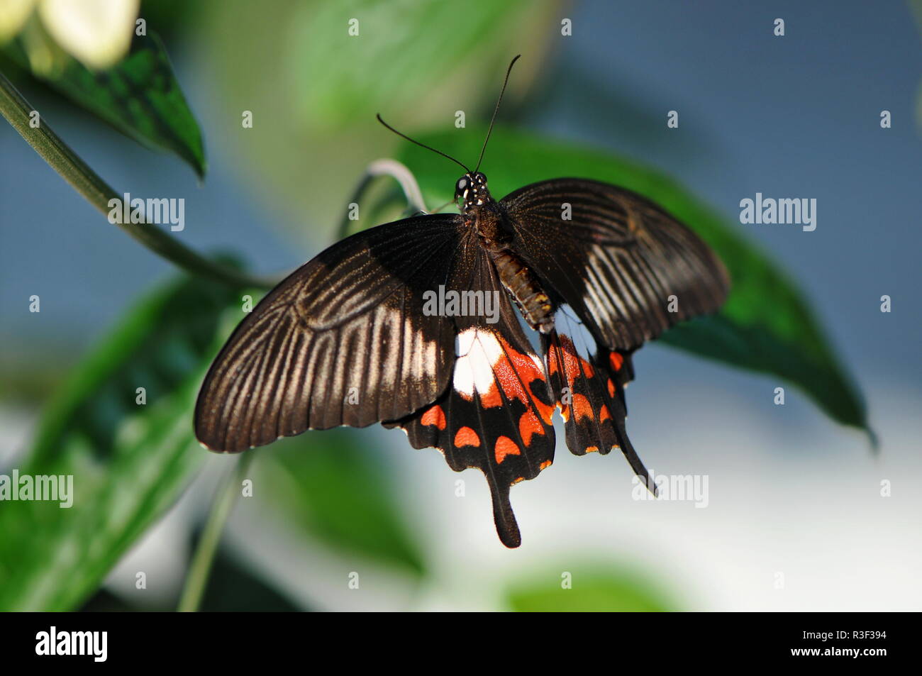 Parides photinus hi-res stock photography and images - Alamy