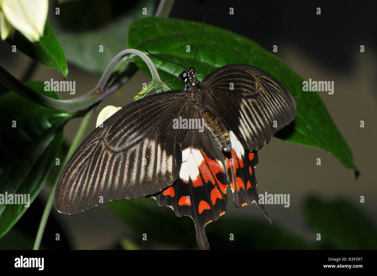 Parides photinus hi-res stock photography and images - Alamy
