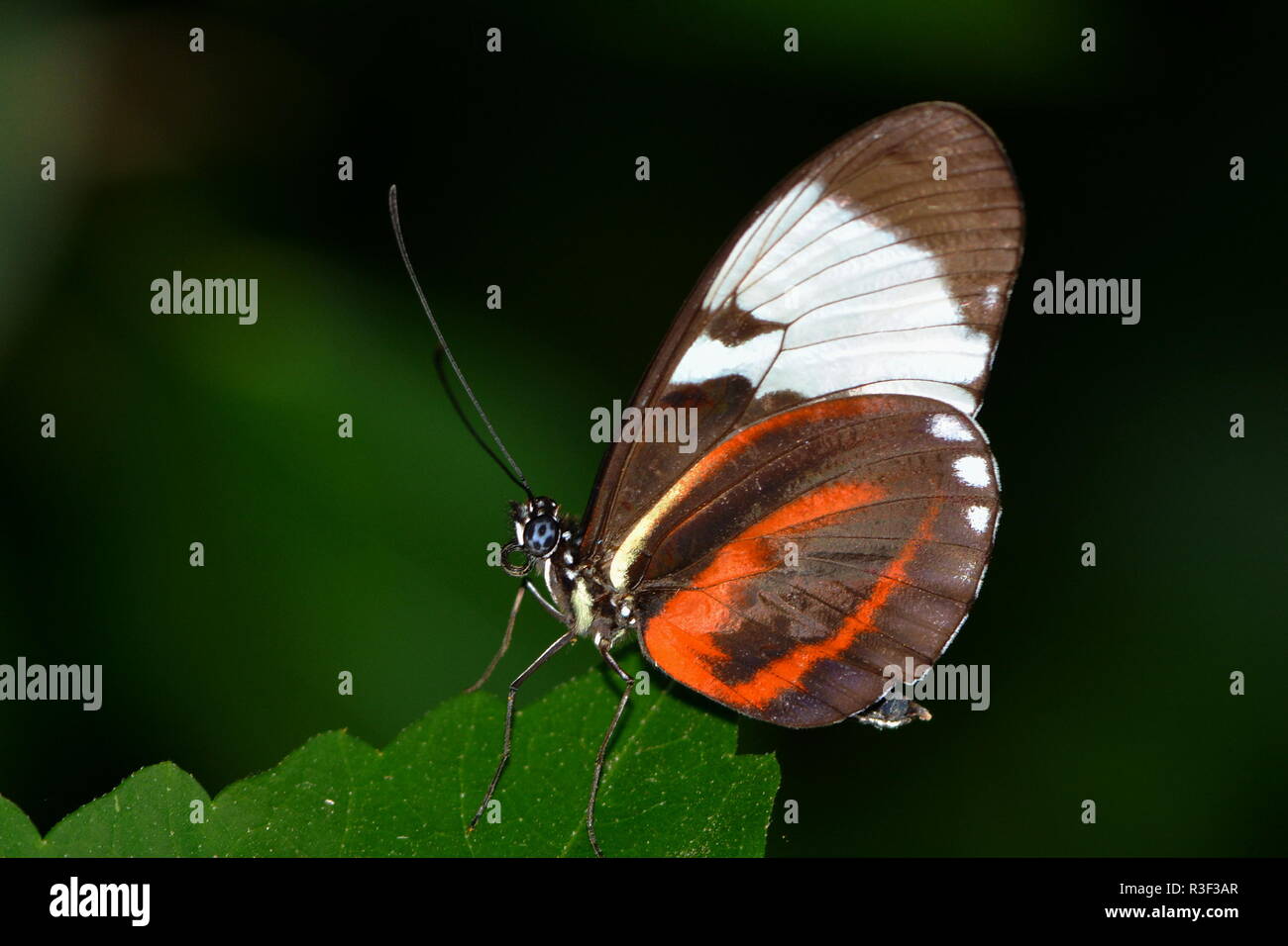 Parides photinus hi-res stock photography and images - Alamy