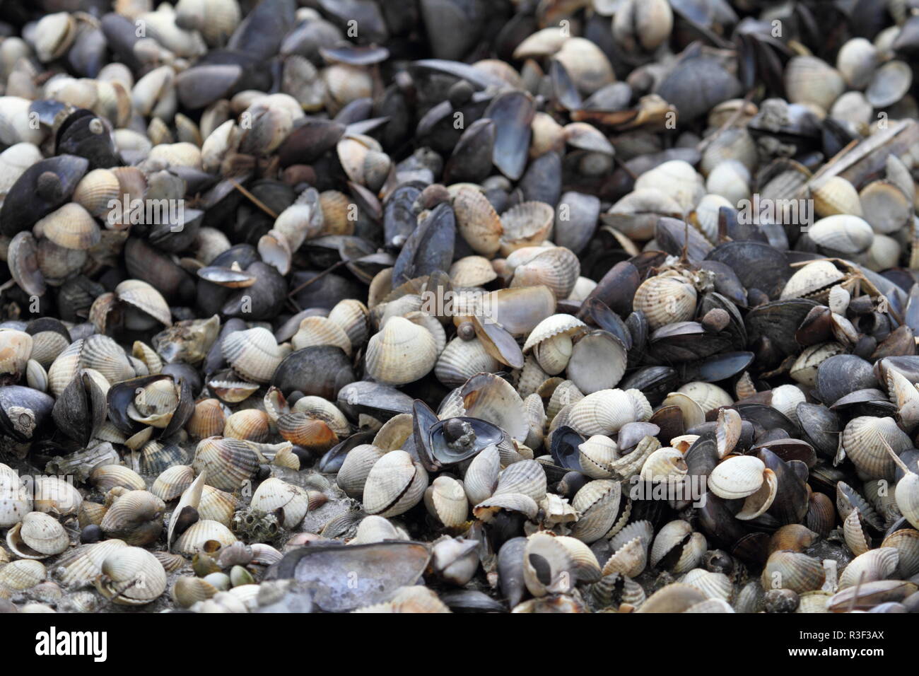 shells of north sea Stock Photo - Alamy