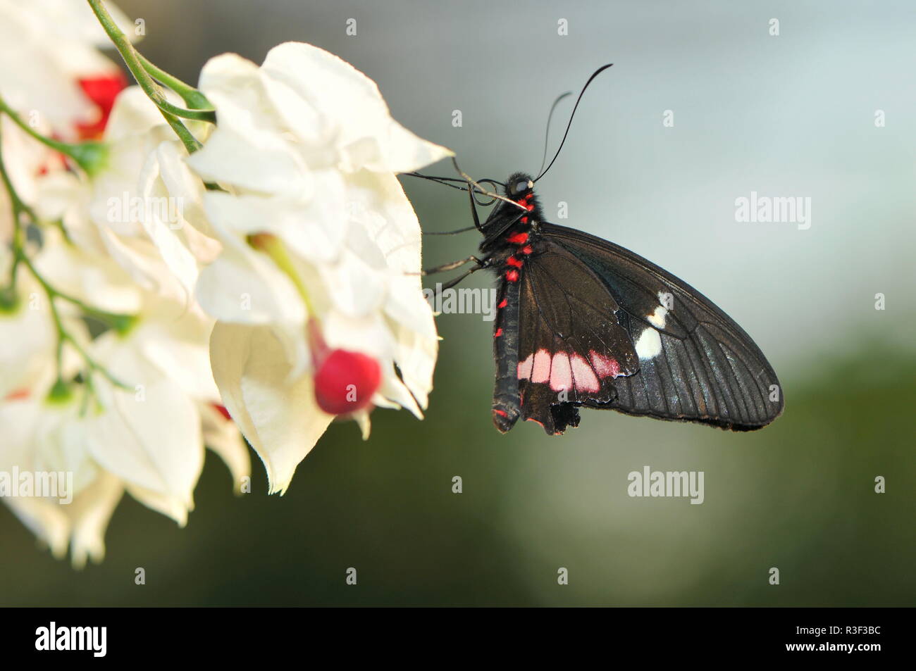 Parides photinus hi-res stock photography and images - Alamy
