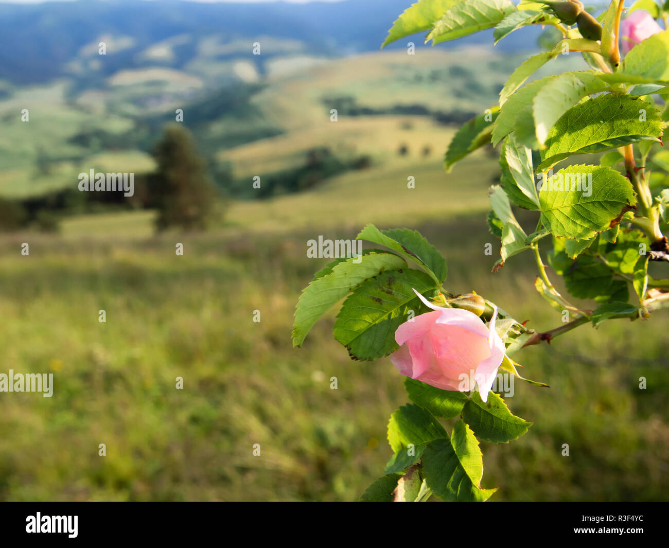 Wild Rose Flower at Mountains Background Stock Photo - Alamy