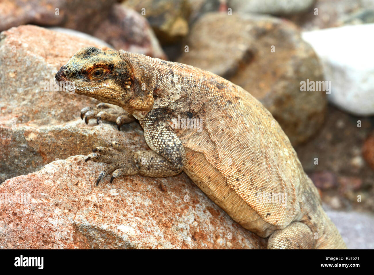 chuckwalla (sauromalus obesus Stock Photo - Alamy