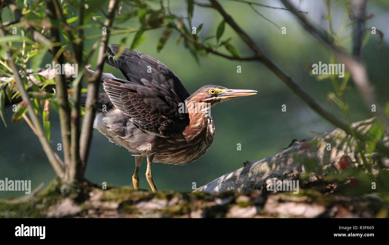 Canadian heron hi-res stock photography and images - Alamy