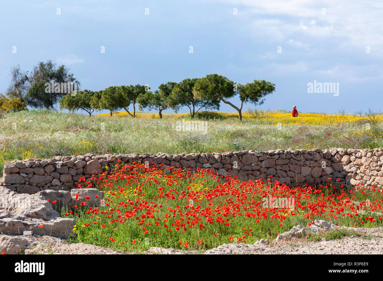 Spring flowers in cyprus hi-res stock photography and images - Alamy