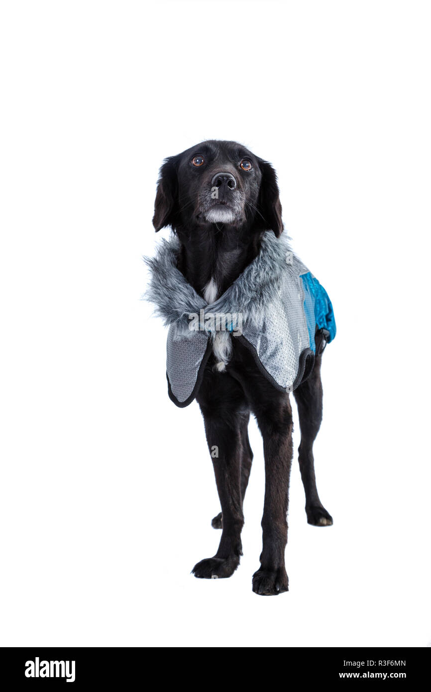 Weiss dog Cut Out Stock Images & Pictures - Alamy