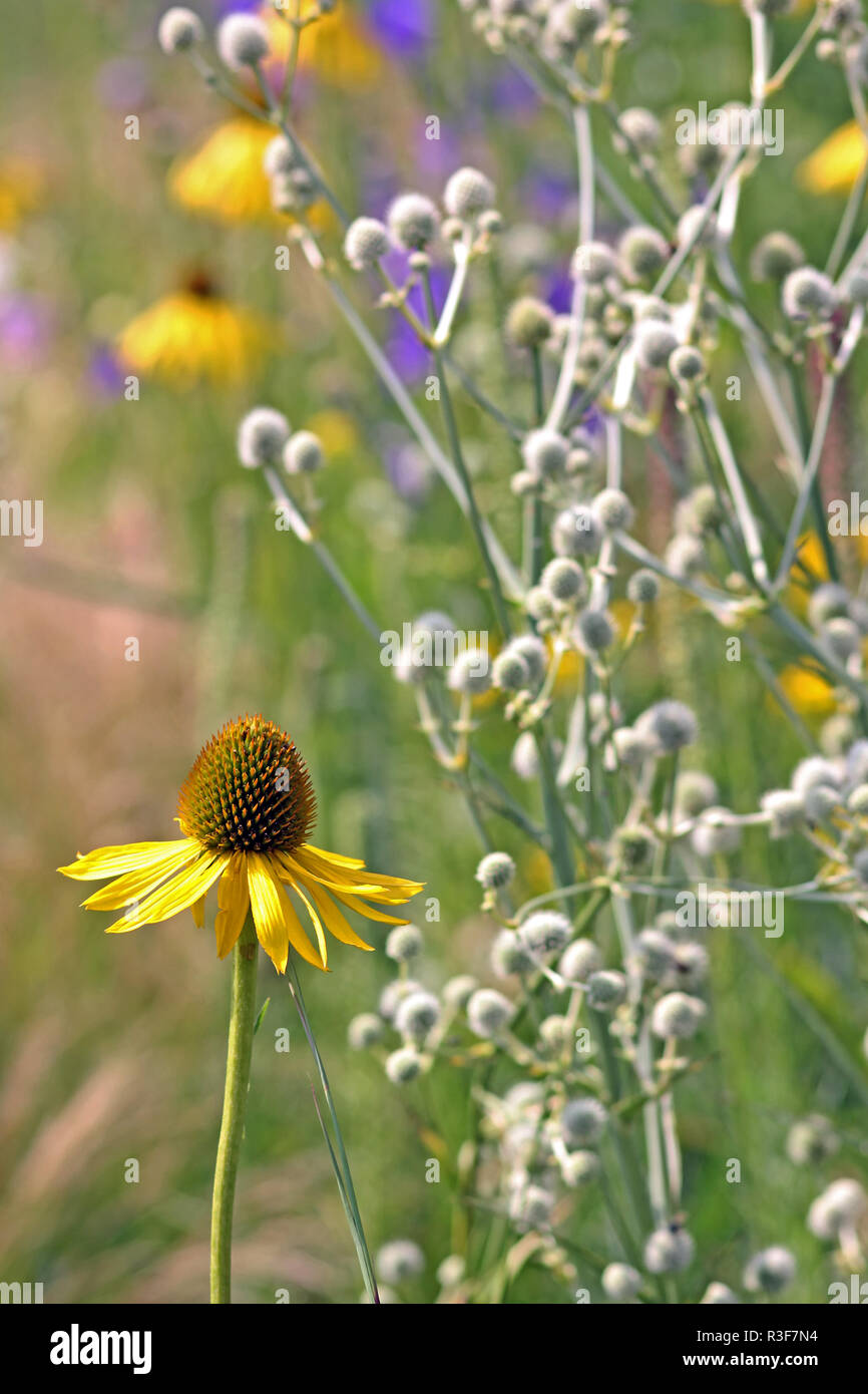 yellow coneflower echinacea paradoxa Stock Photo - Alamy