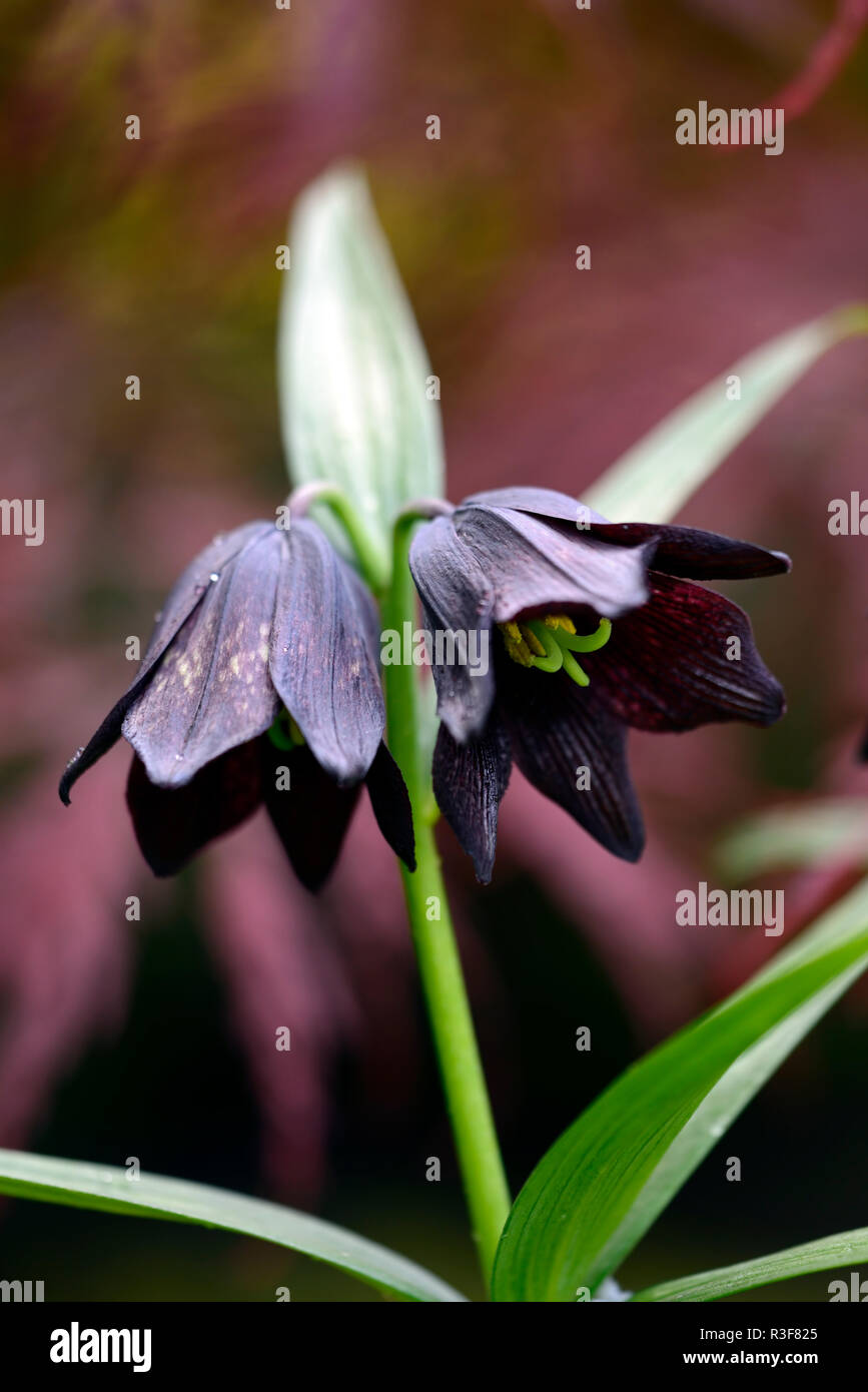 Kamchatka fritillary hi-res stock photography and images - Alamy