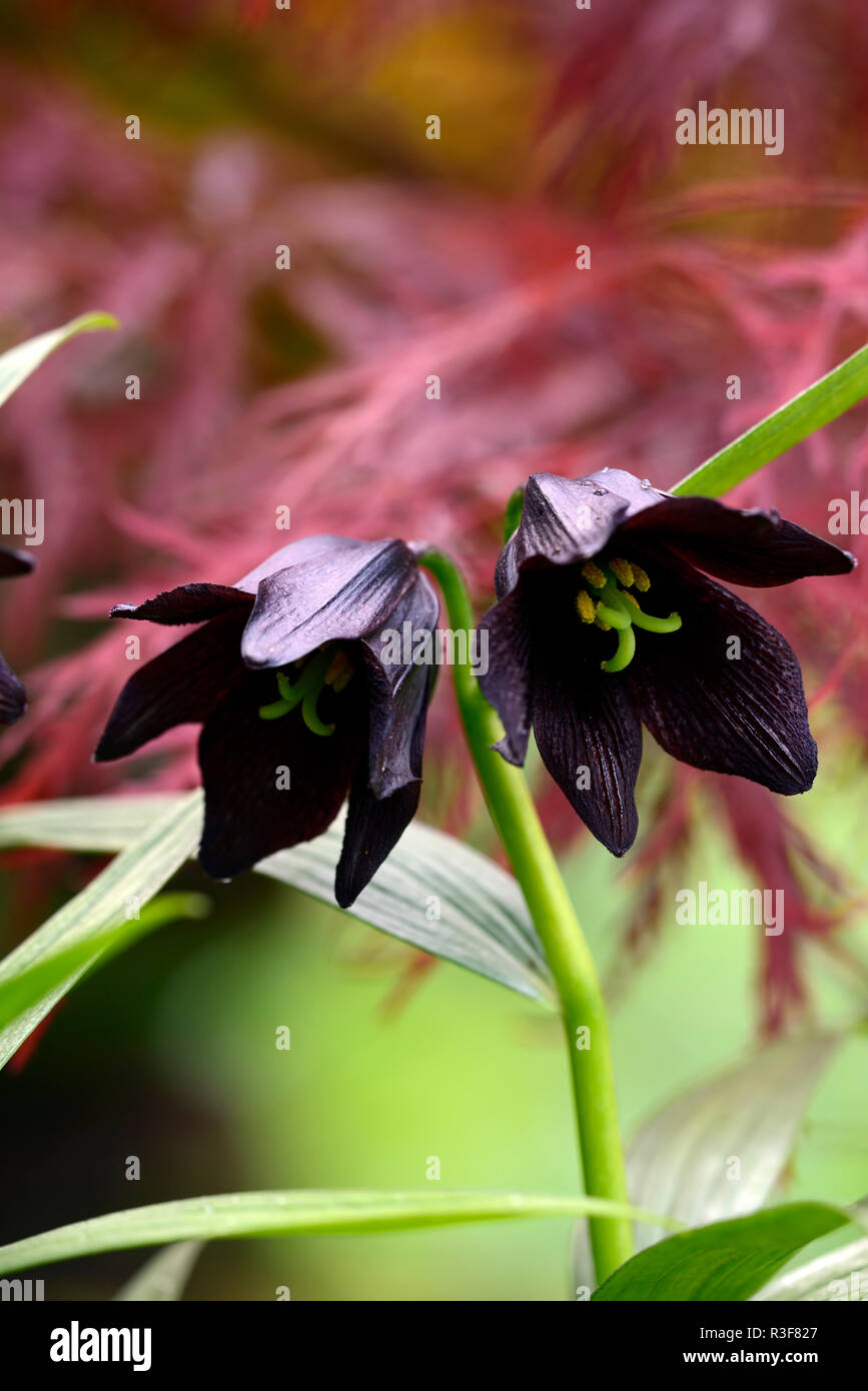 Fritillaria camschatcensis hi-res stock photography and images - Alamy