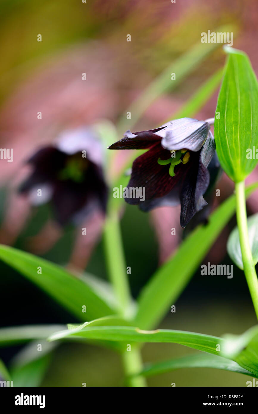 Kamchatka fritillary hi-res stock photography and images - Alamy