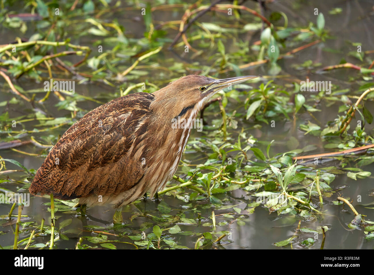 American Bittern (Botaurus lentiginosus), Yolo County California Stock ...