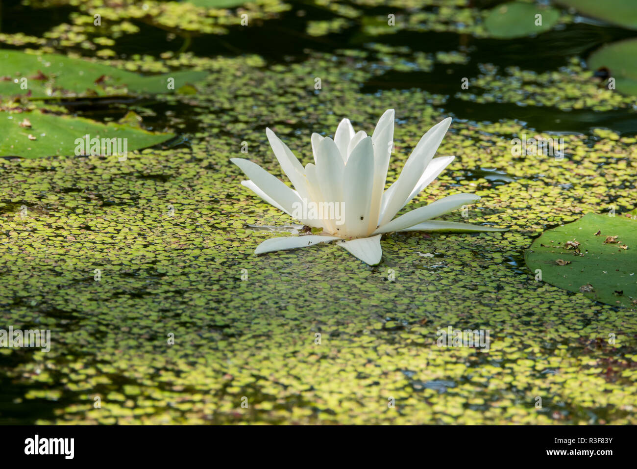 White water lily flower Stock Photo - Alamy