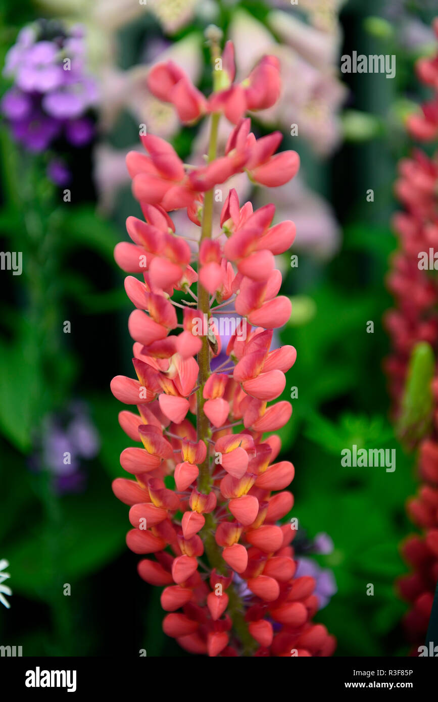 Lupinus The Page,Lupin The Page,Band of Nobles Series,red,raceme,flower ...