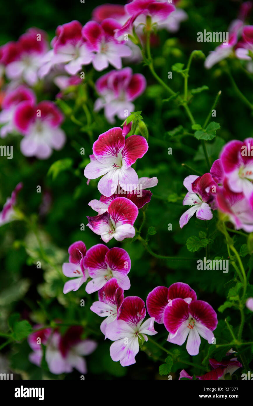 Pelargonium captain starlight hi-res stock photography and images - Alamy