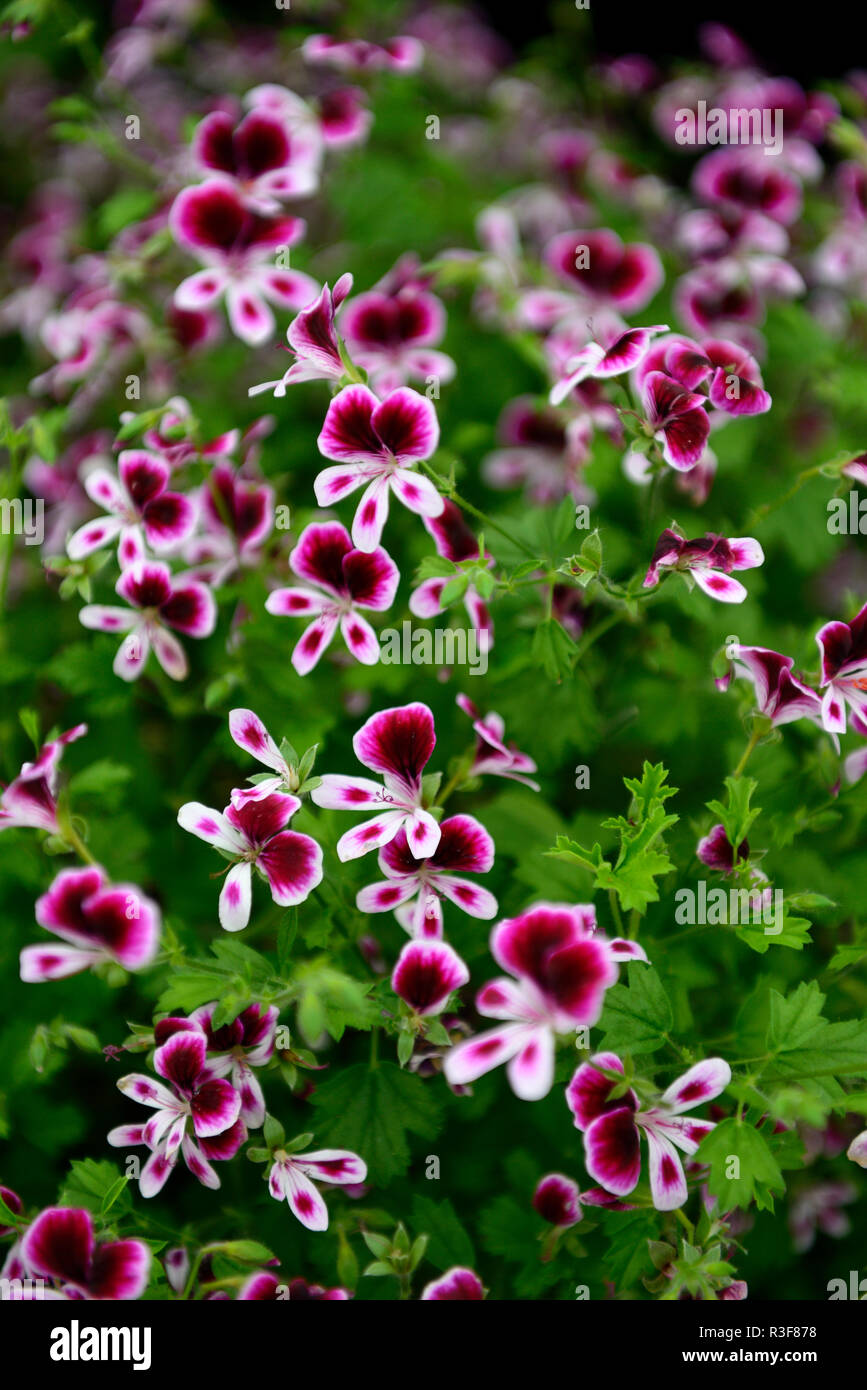 Pelargonium Eva,pelargoniums,purple,mauve,flower,flowers,flowering ...