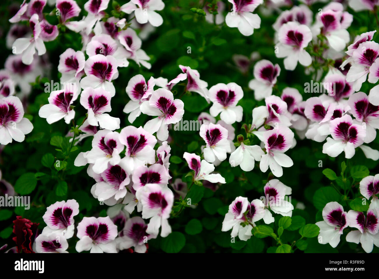 Pelargonium Lizzy,pelargoniums,purple,white,flower,flowers,flowering ...