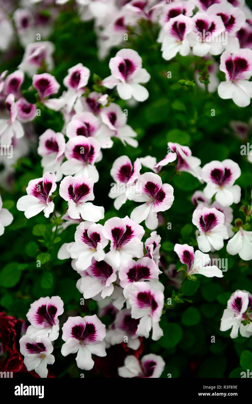 Pelargonium Lizzy,pelargoniums,purple,white,flower,flowers,flowering ...