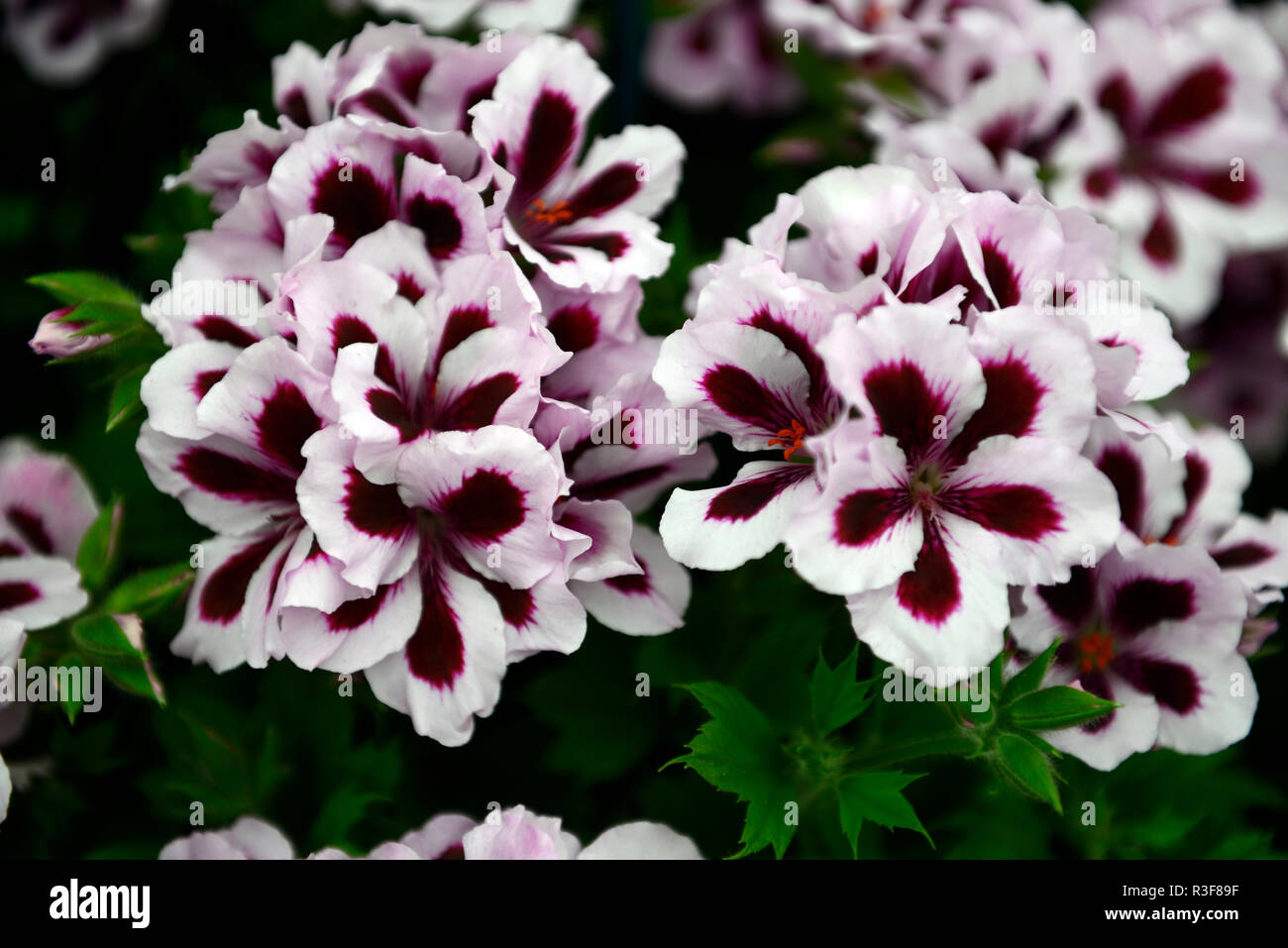 Pelargonium Patricia,pelargoniums,purple,mauve,flower,flowers,flowering ...