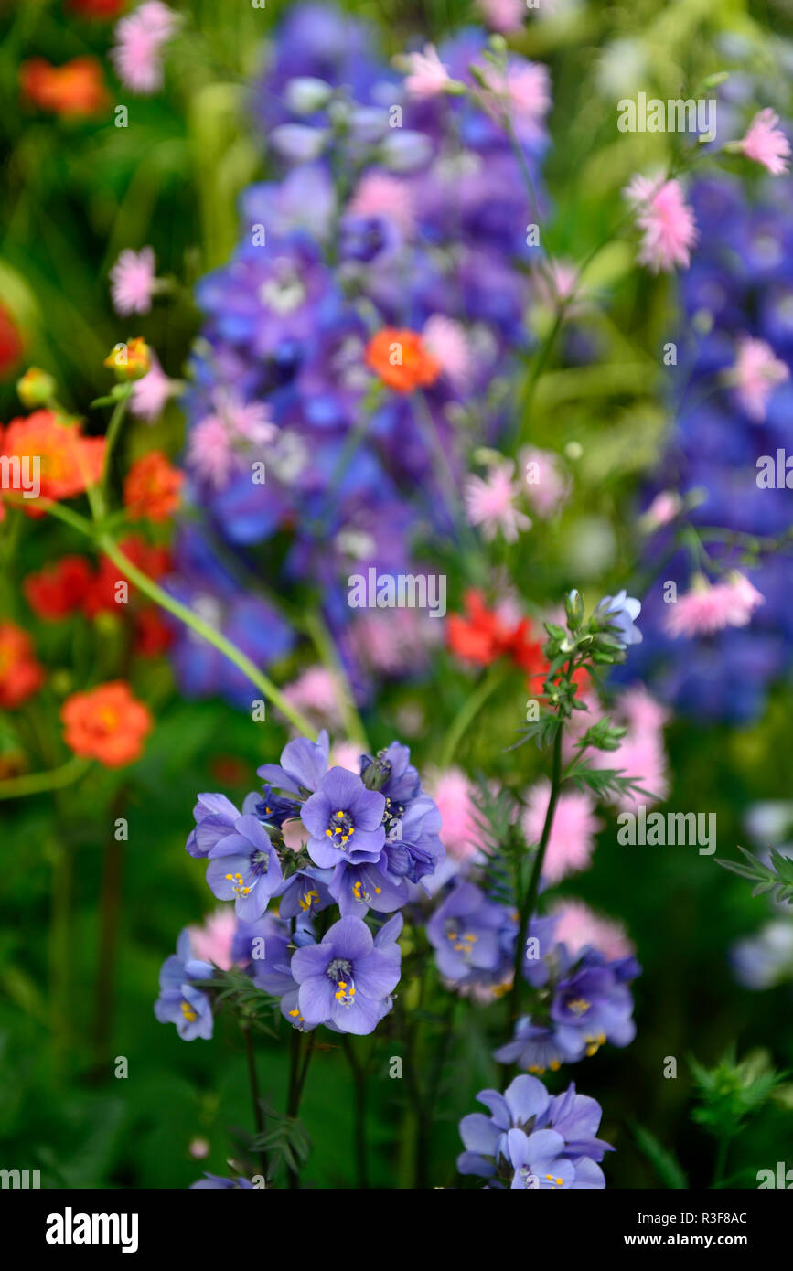 polemonium yezoense bressingham purple,jacob's ladder,geum,delphinium ...