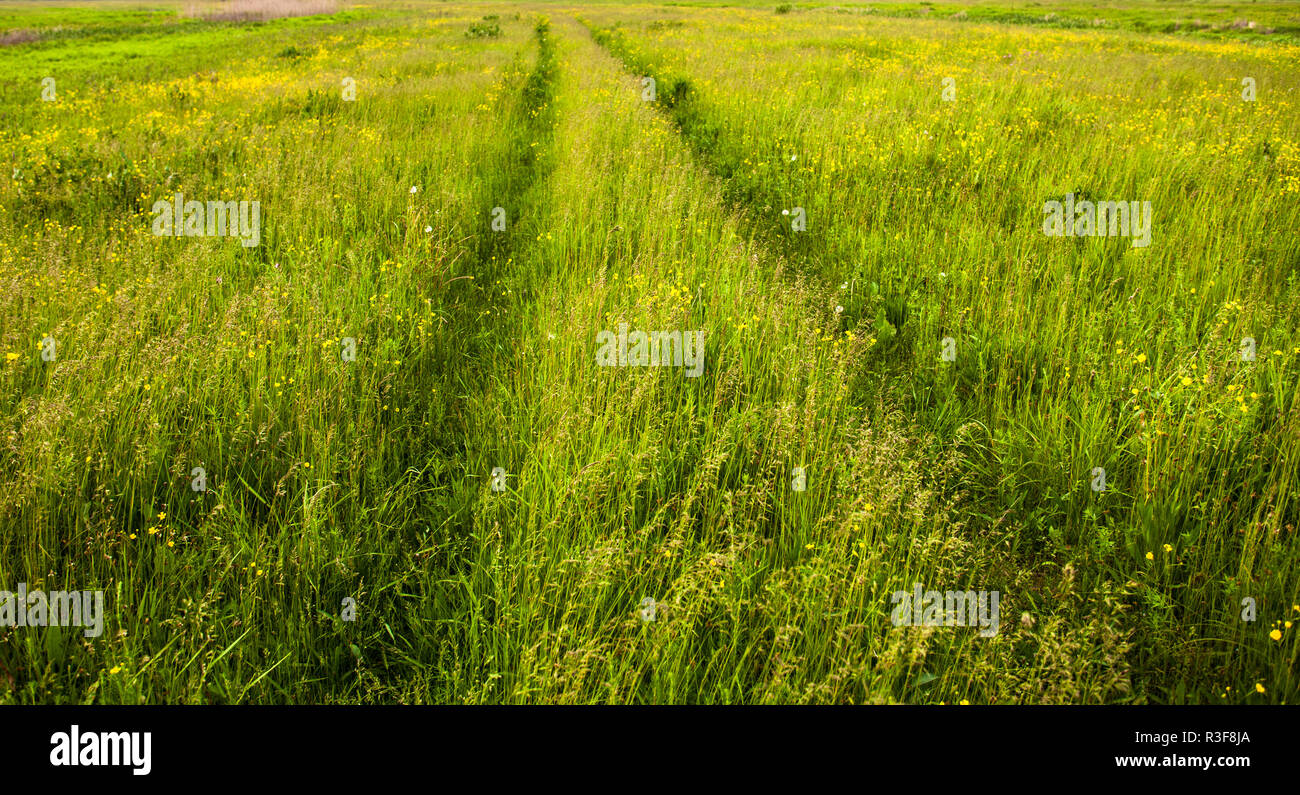 Floral rank hi-res stock photography and images - Alamy