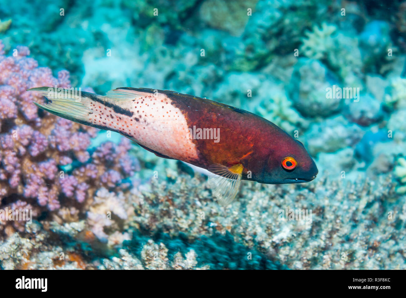 Lyretail hogfish [Bodianus anthioides], Egypt, Red Sea Stock Photo - Alamy