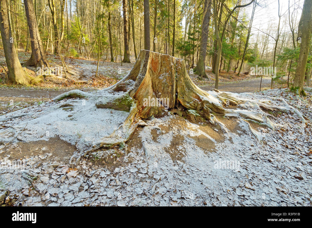 Old rotten stump.It was left of a felled tree Stock Photo - Alamy