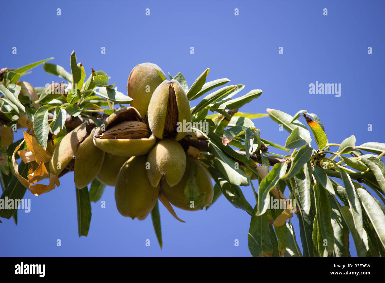 Doc leaf hi-res stock photography and images - Alamy