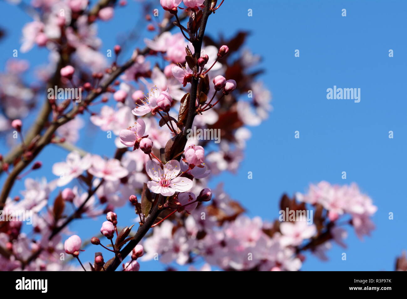Zierpflaume hi-res stock photography and images - Alamy