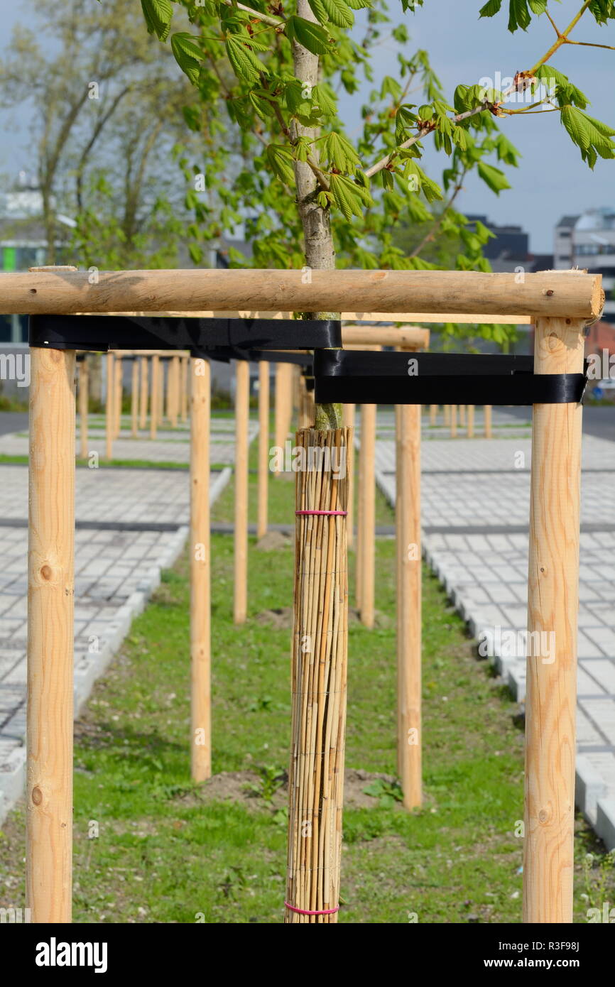 newly planted street trees Stock Photo - Alamy