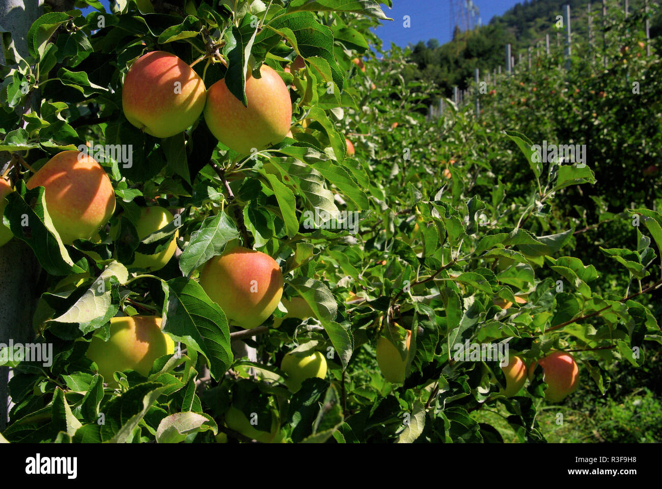 Apple tree cultivation hi-res stock photography and images - Alamy