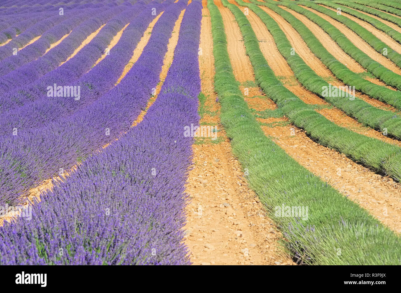 lavender field crop - lavender field harvest 03 Stock Photo - Alamy