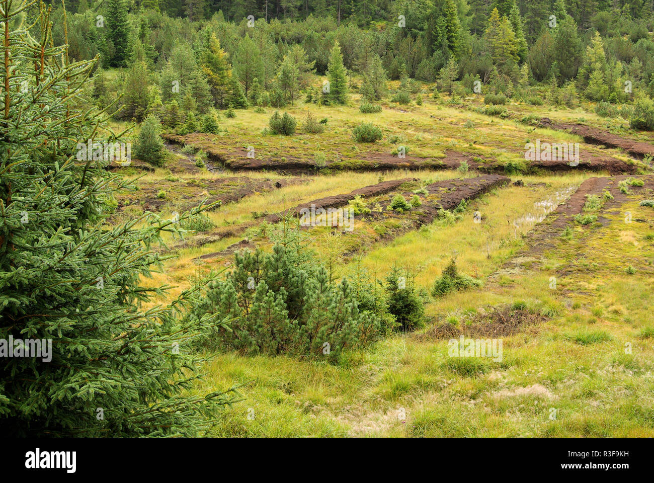 piller moor - piller swamp 13 Stock Photo - Alamy