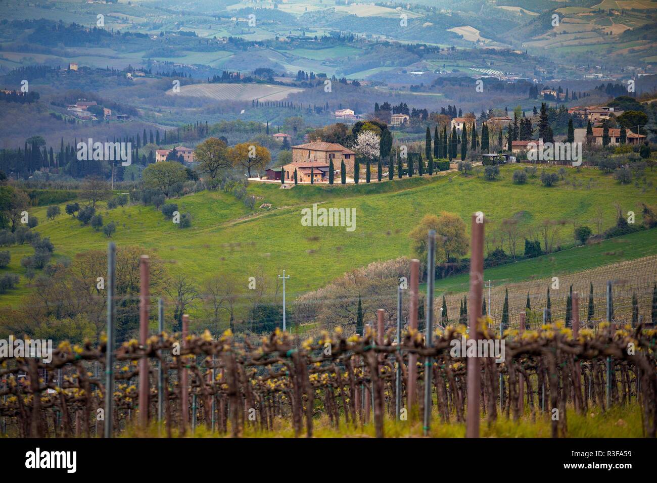 typical Tuscan landscape - a view of a villa on a hill, a cypress alley ...