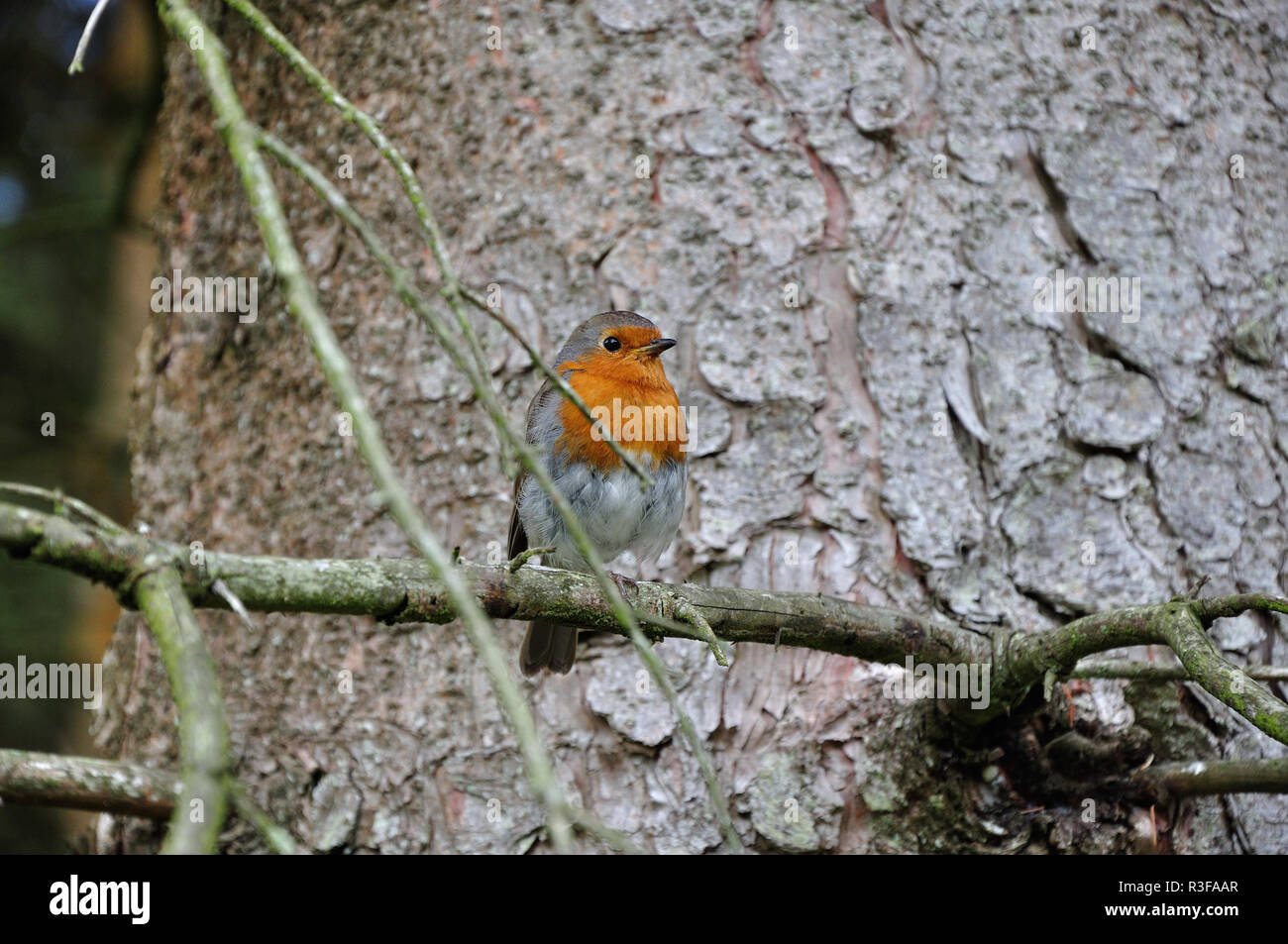 Flying birds snowdonia hi-res stock photography and images - Alamy